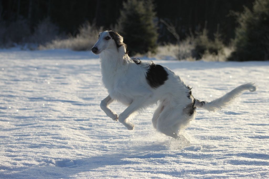 Borzoi - The Breed Archive
