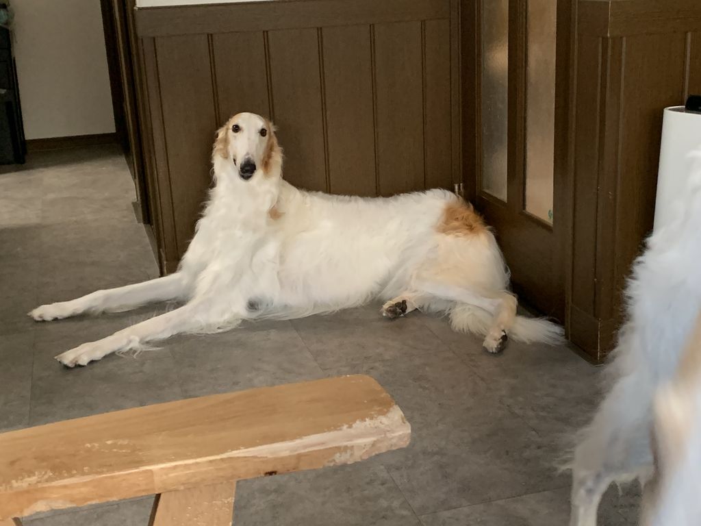 Borzoi - The Breed Archive