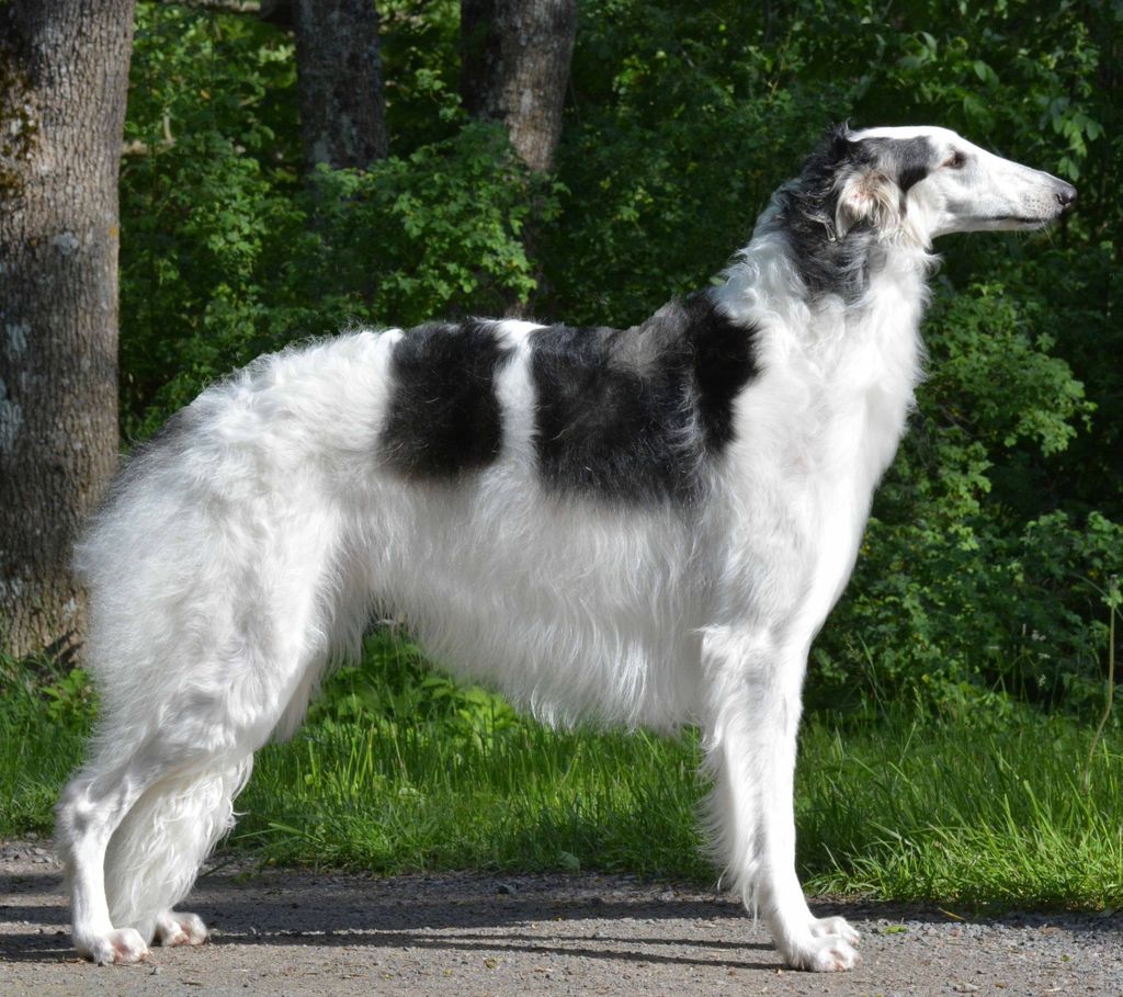 Borzoi - The Breed Archive