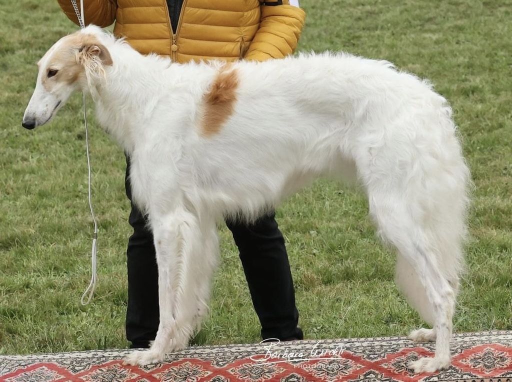 Borzoi - The Breed Archive