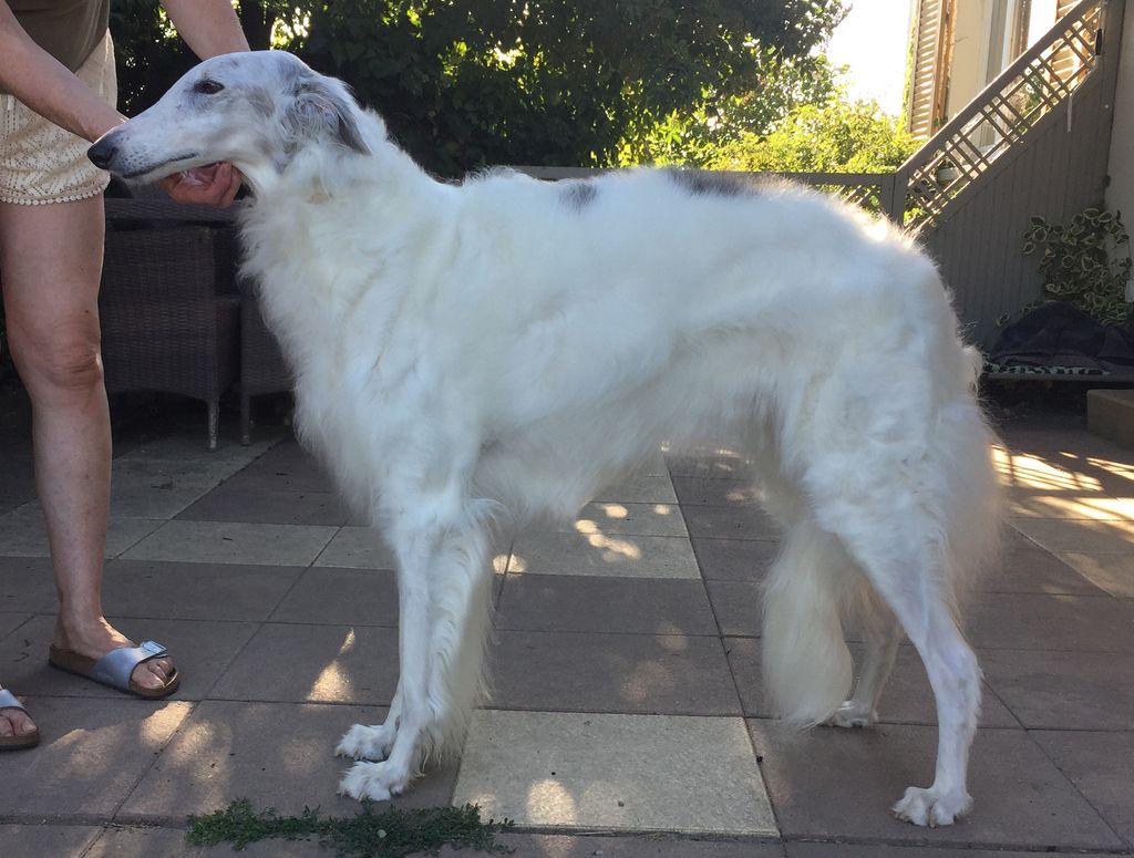 Borzoi - The Breed Archive
