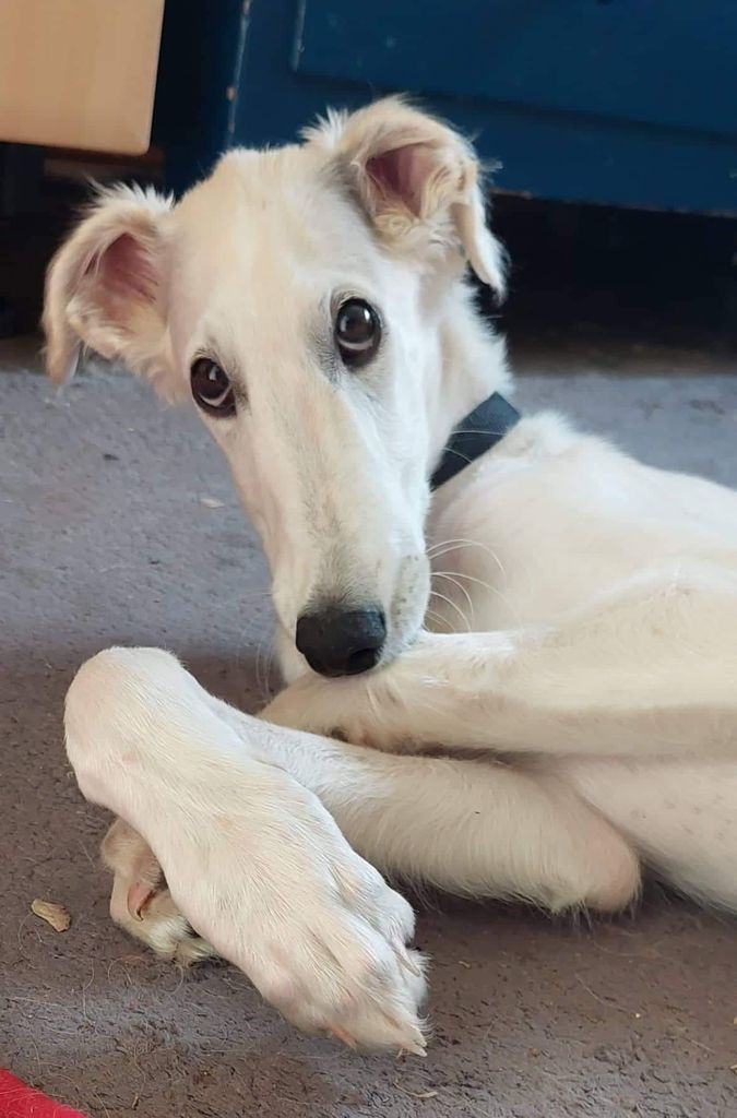 Borzoi - The Breed Archive