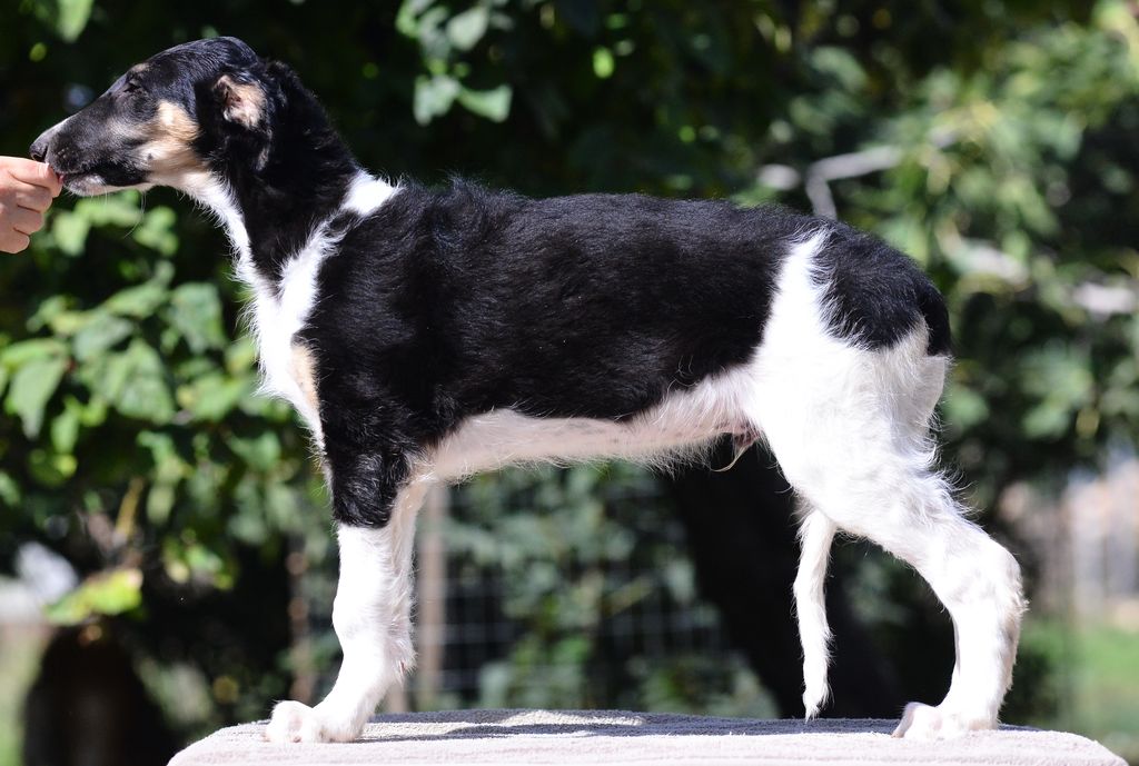 Borzoi - The Breed Archive