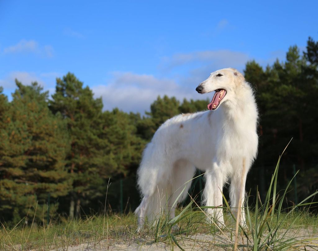 Borzoi - The Breed Archive