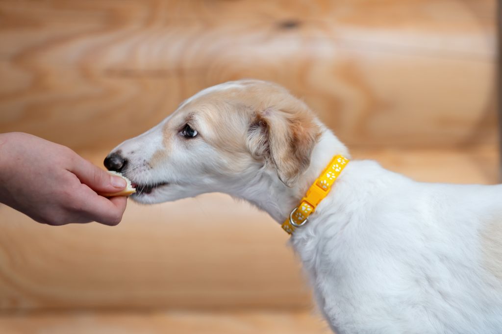 Borzoi - The Breed Archive