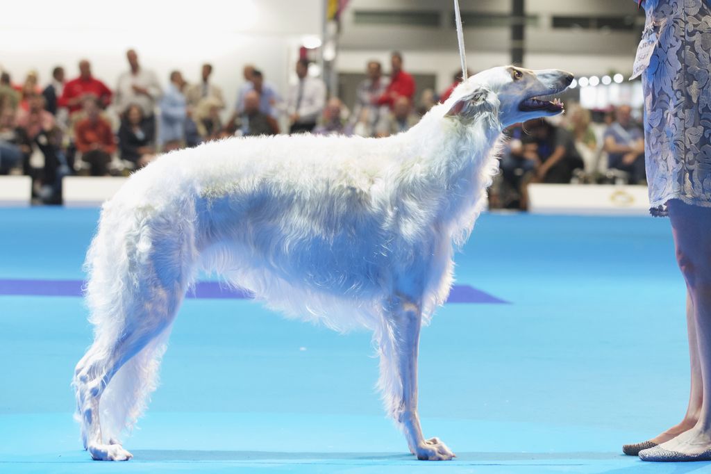Borzoi - The Breed Archive