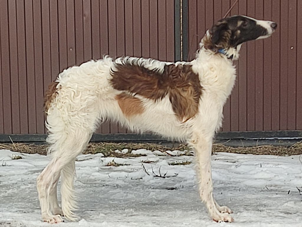 Borzoi - The Breed Archive