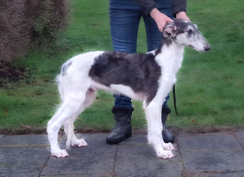 Borzoi - The Breed Archive