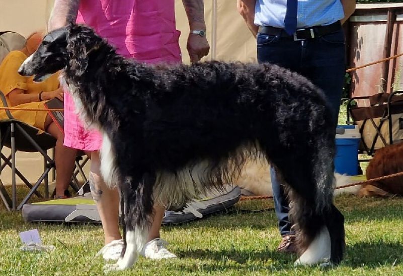 Borzoi - The Breed Archive