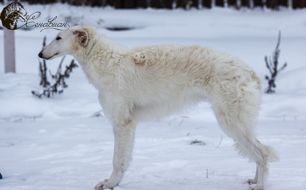 Borzoi - The Breed Archive