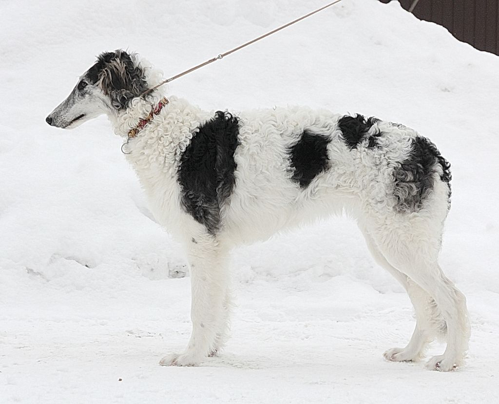 Borzoi - The Breed Archive