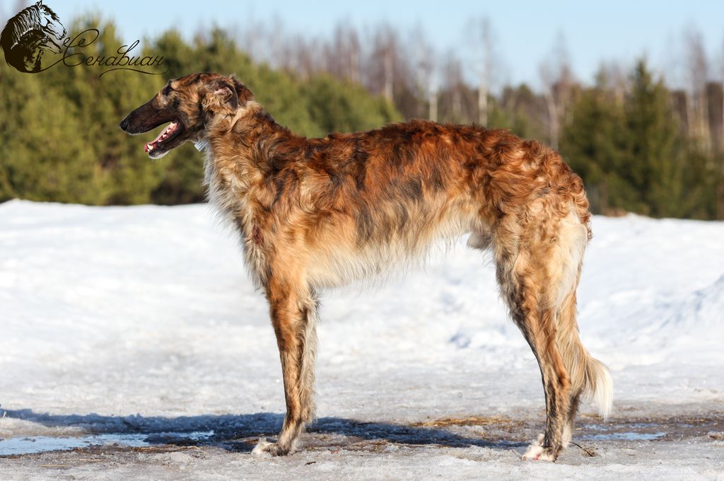 Borzoi - The Breed Archive