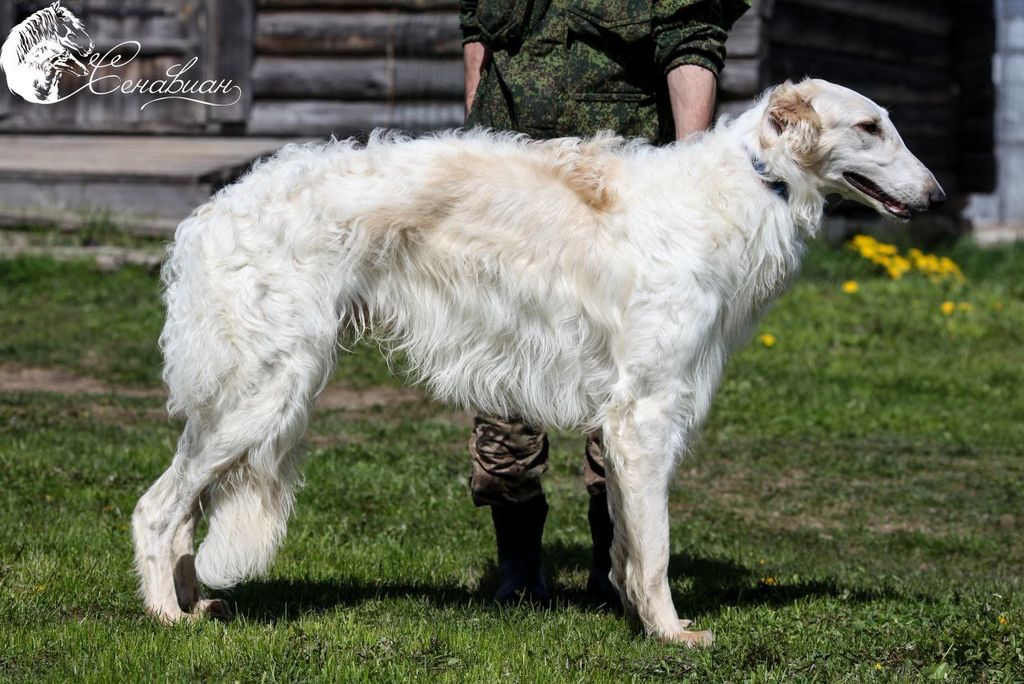 Borzoi - The Breed Archive