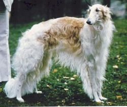 Borzoi - The Breed Archive