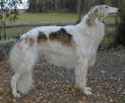 Borzoi - The Breed Archive