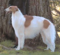 Borzoi - The Breed Archive
