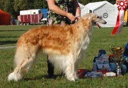 Borzoi - The Breed Archive