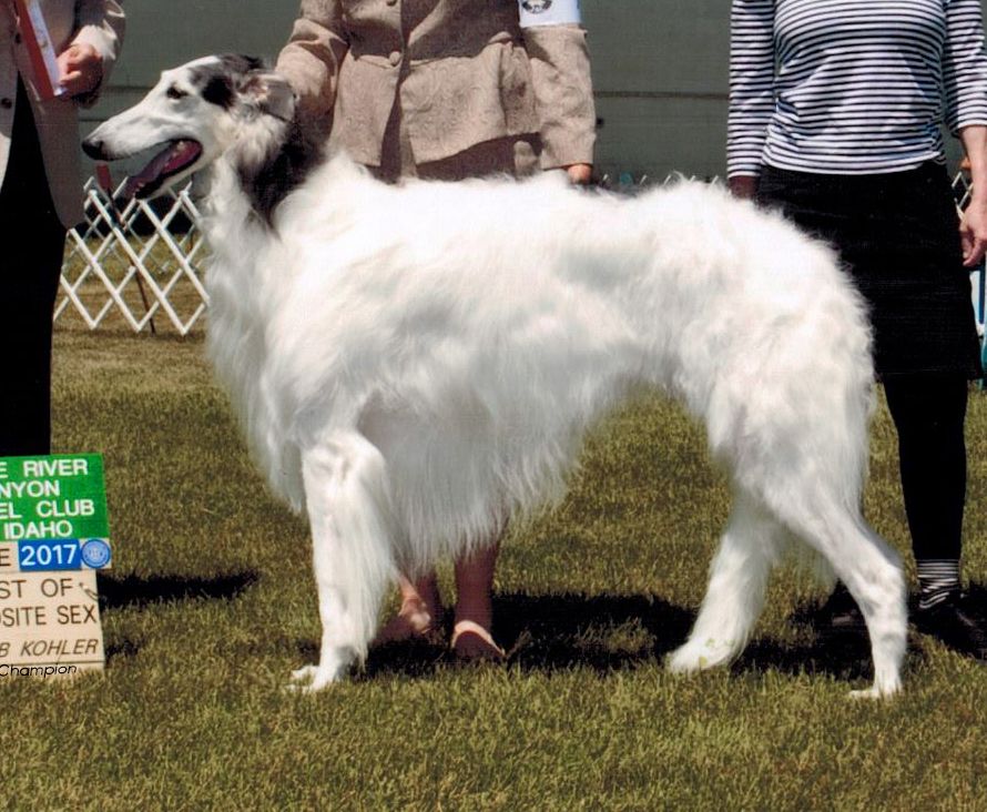 Borzoi - The Breed Archive