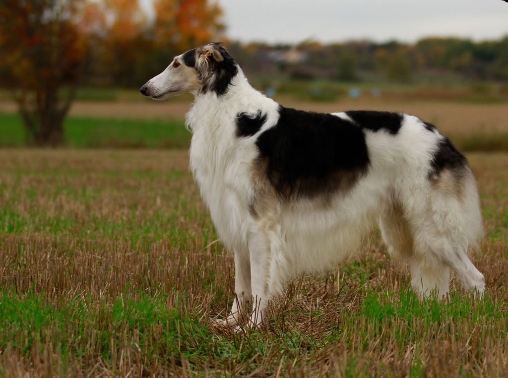 Borzoi - The Breed Archive