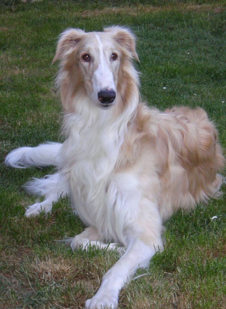 Borzoi - The Breed Archive
