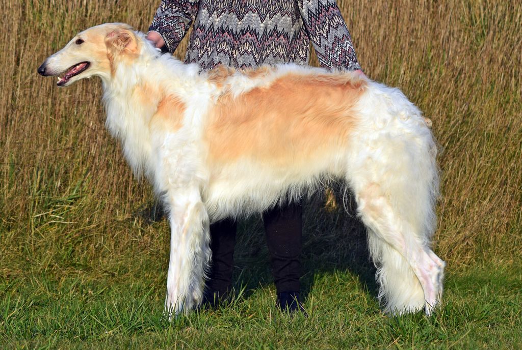 Borzoi - The Breed Archive