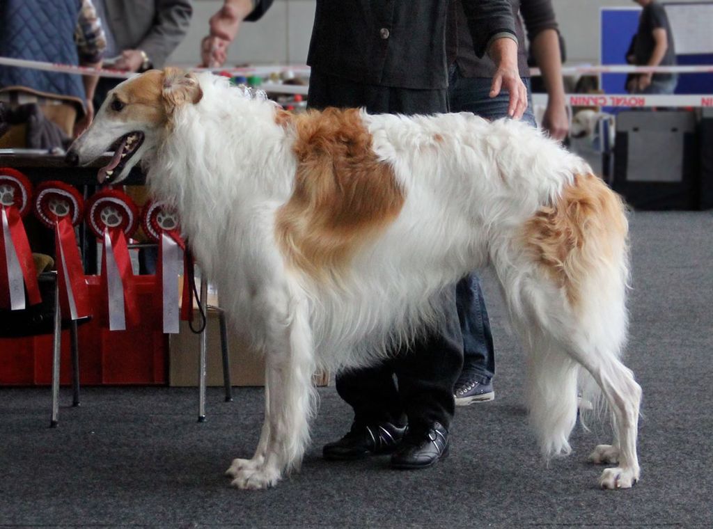 Borzoi - The Breed Archive