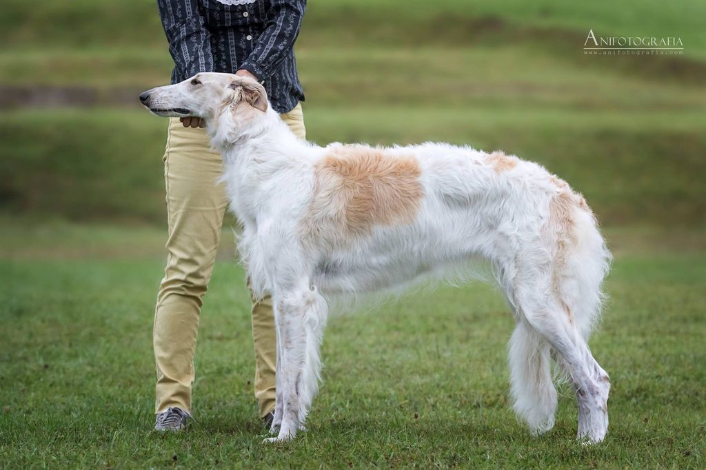 Borzoi - The Breed Archive