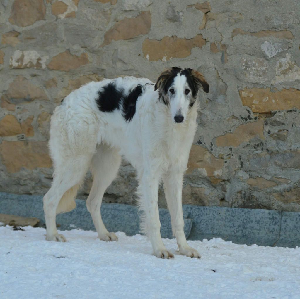Borzoi - The Breed Archive