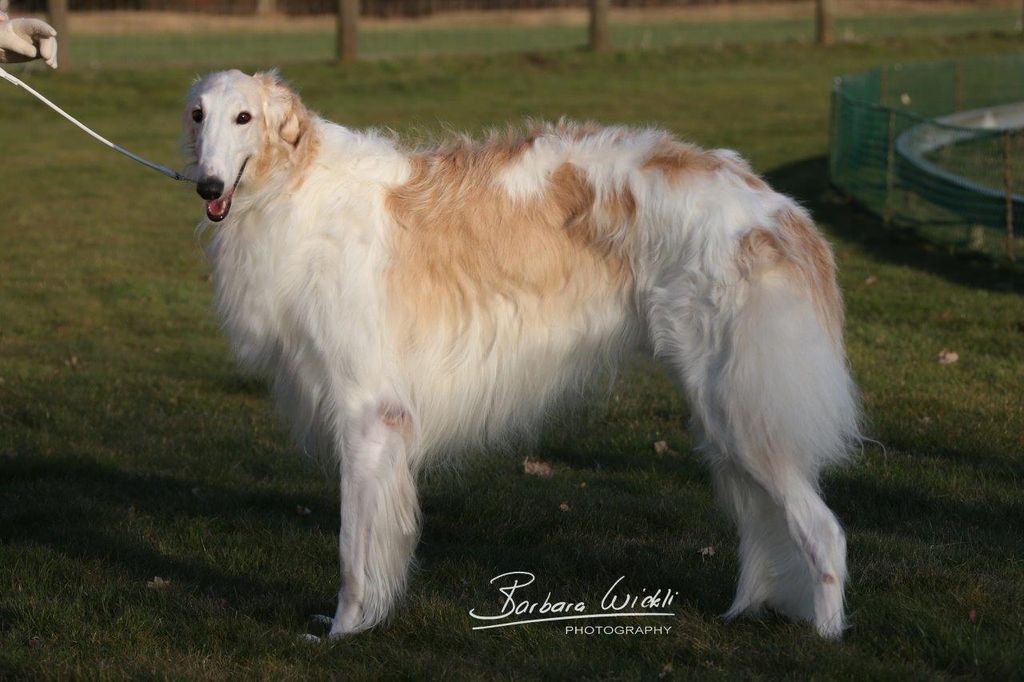 Borzoi - The Breed Archive