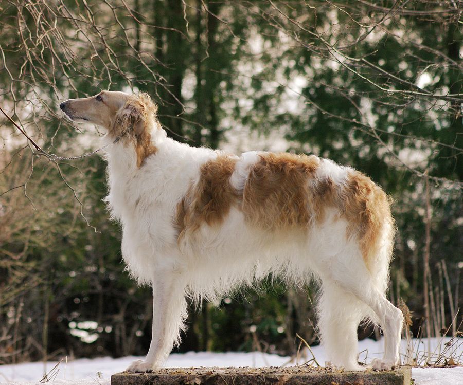 Borzoi - The Breed Archive