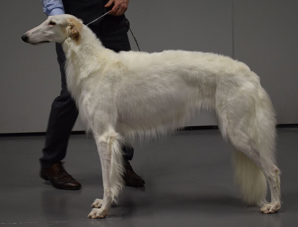 Borzoi - The Breed Archive