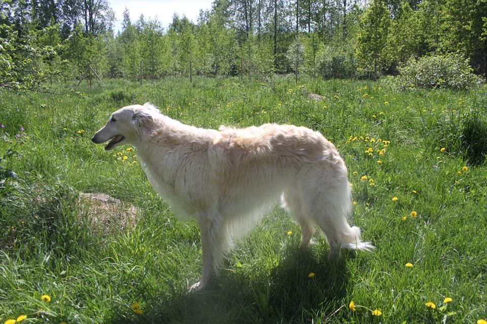 Borzoi - The Breed Archive