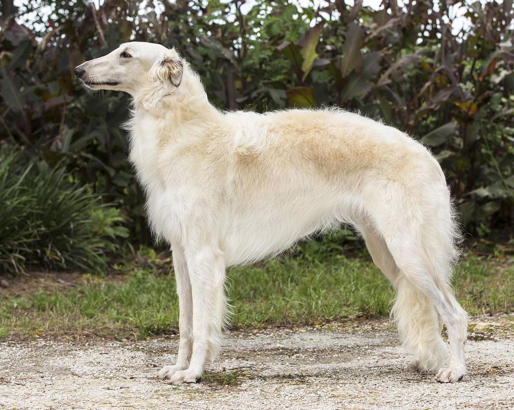 Borzoi - The Breed Archive