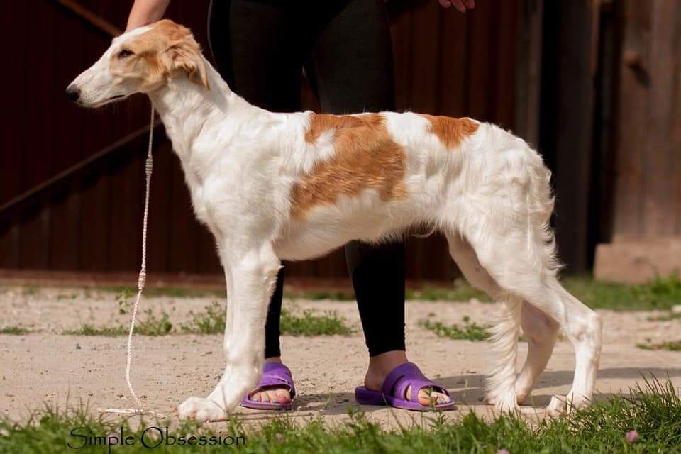 Borzoi - The Breed Archive