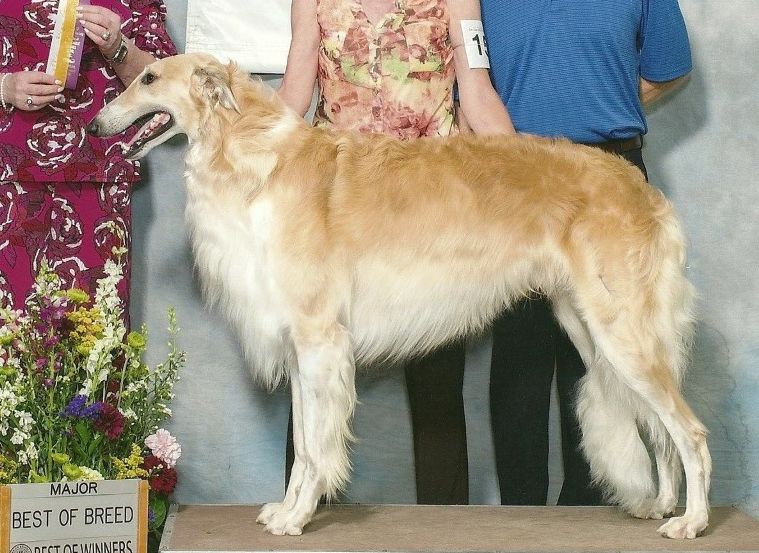 Borzoi - The Breed Archive