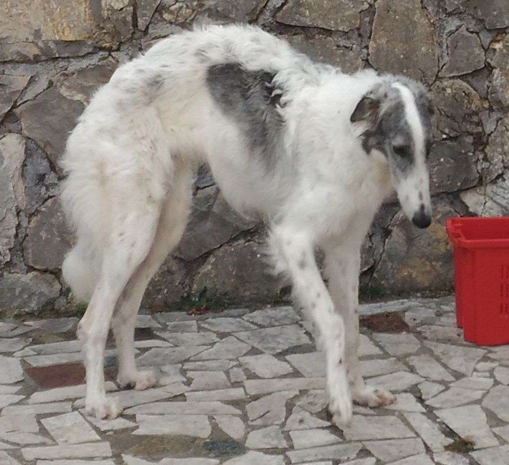 Borzoi - The Breed Archive