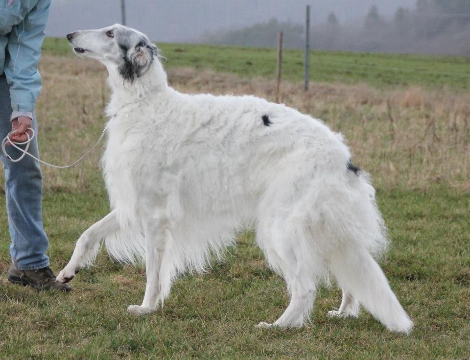 Borzoi - The Breed Archive