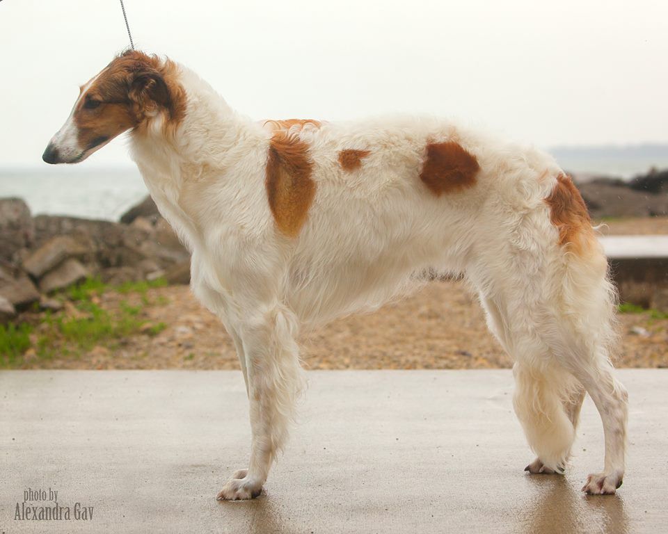 Borzoi - The Breed Archive