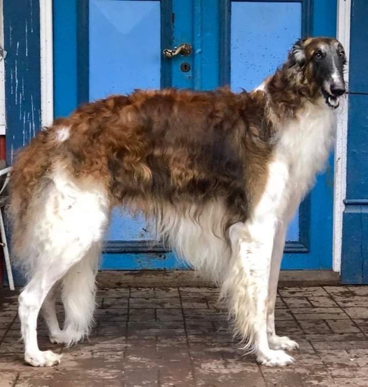 Borzoi - The Breed Archive