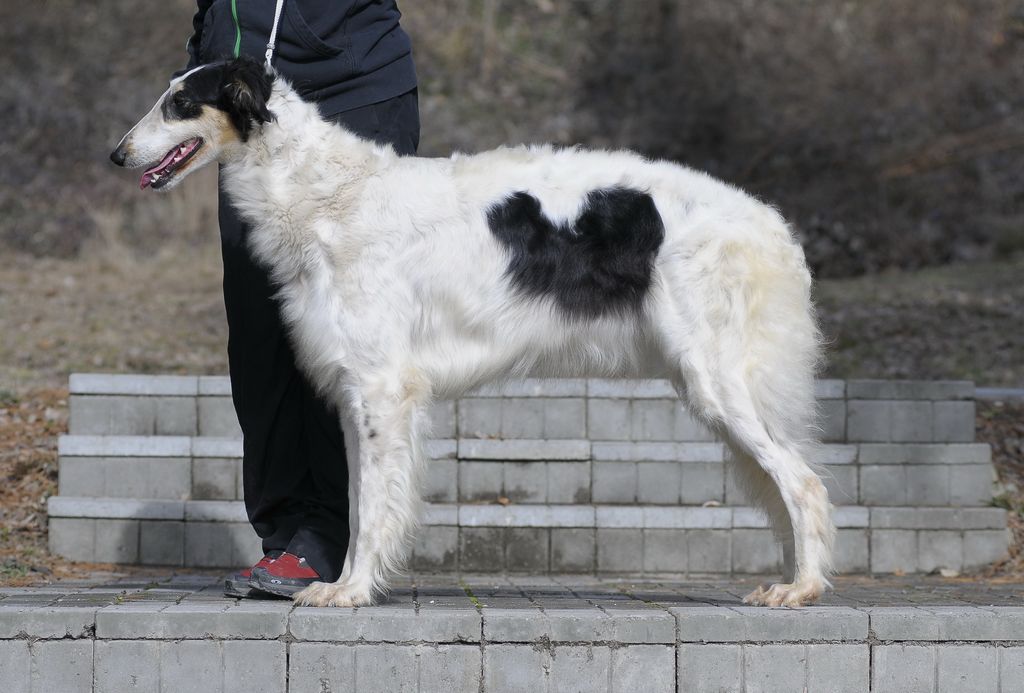 Borzoi - The Breed Archive