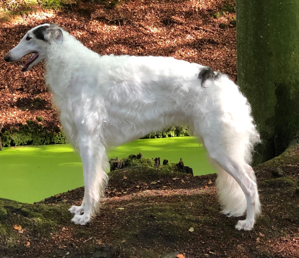 Borzoi - The Breed Archive