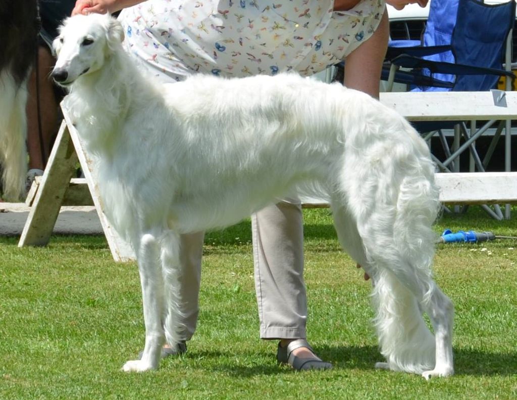 Borzoi - The Breed Archive