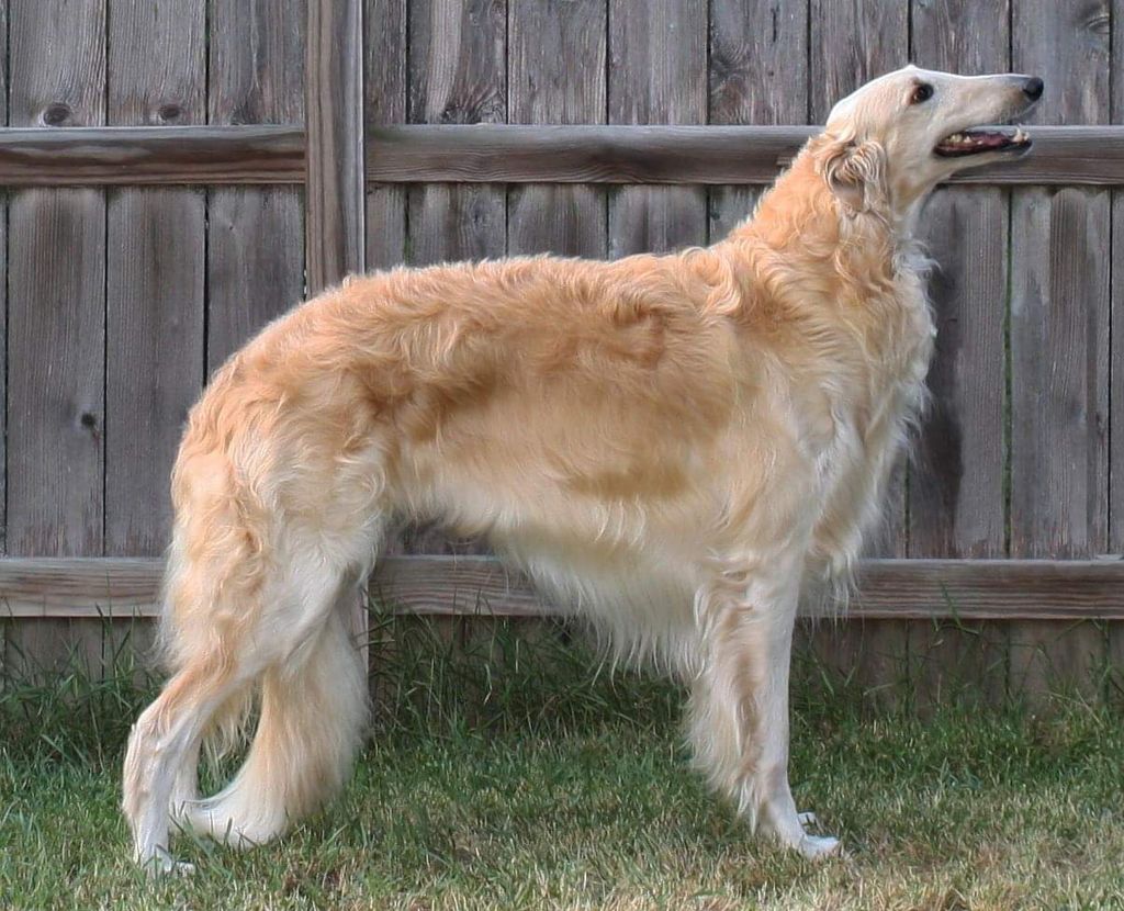 Borzoi - The Breed Archive