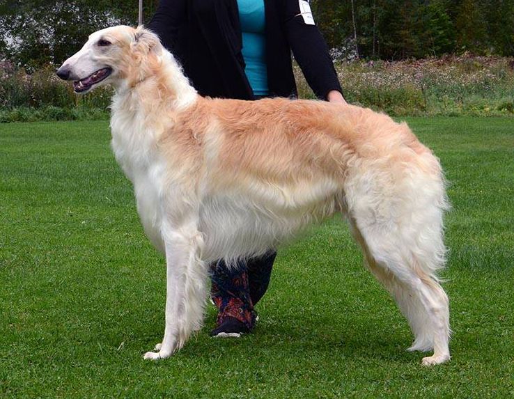 Borzoi - The Breed Archive