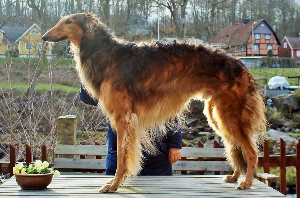 Borzoi - The Breed Archive