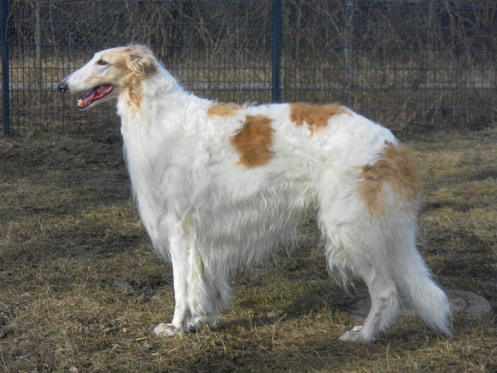 Borzoi - The Breed Archive