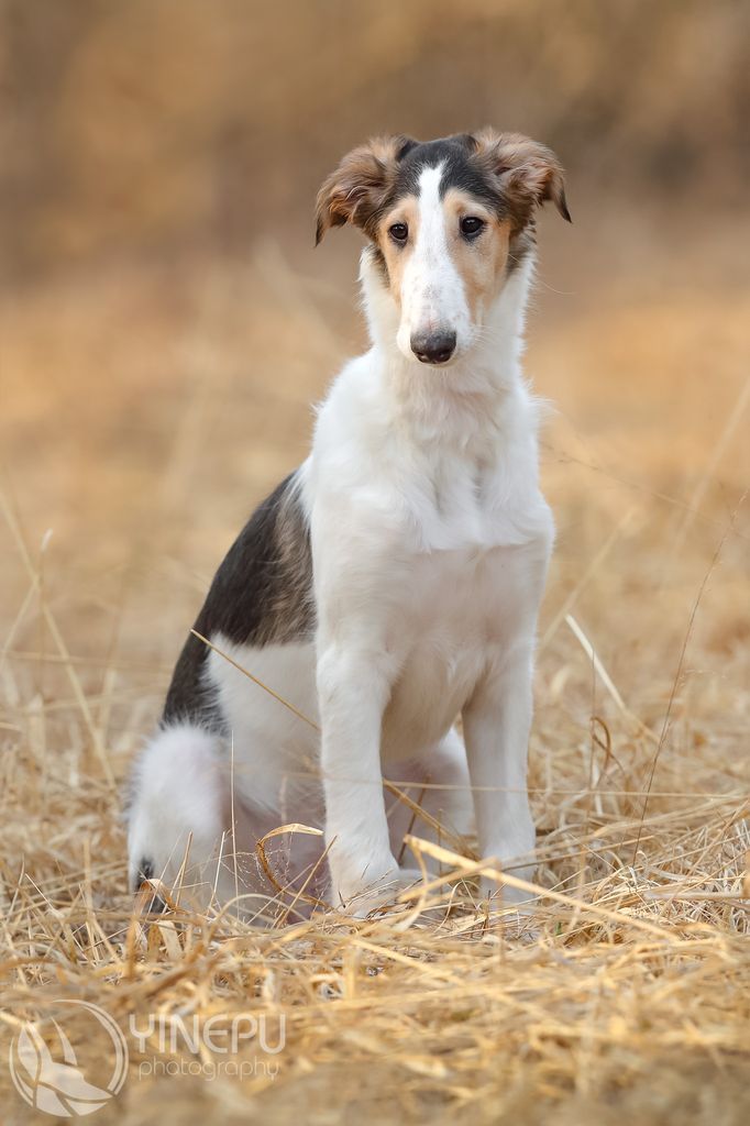 Borzoi - The Breed Archive