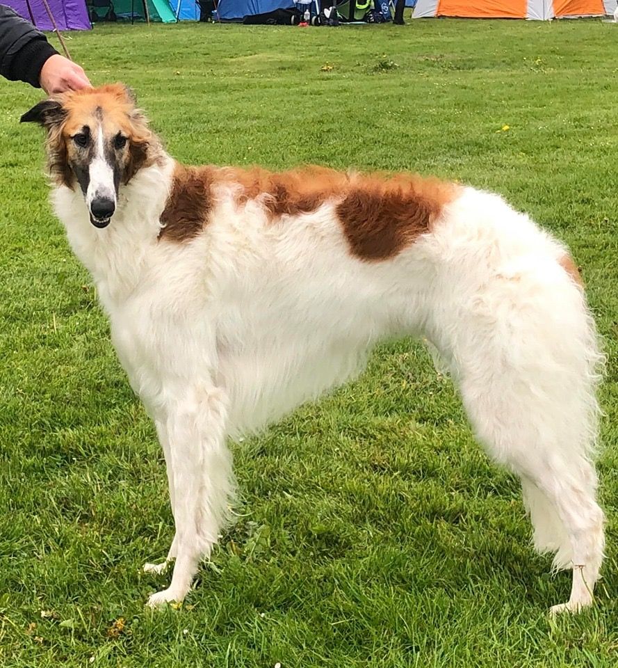 Borzoi - The Breed Archive