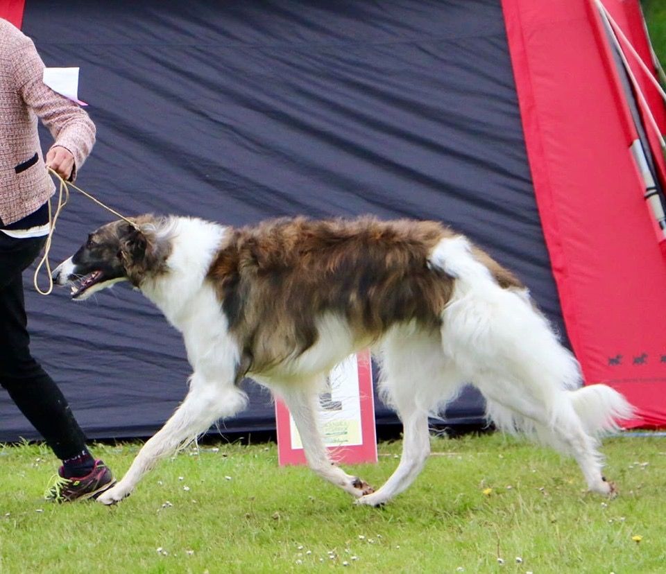 Borzoi - The Breed Archive
