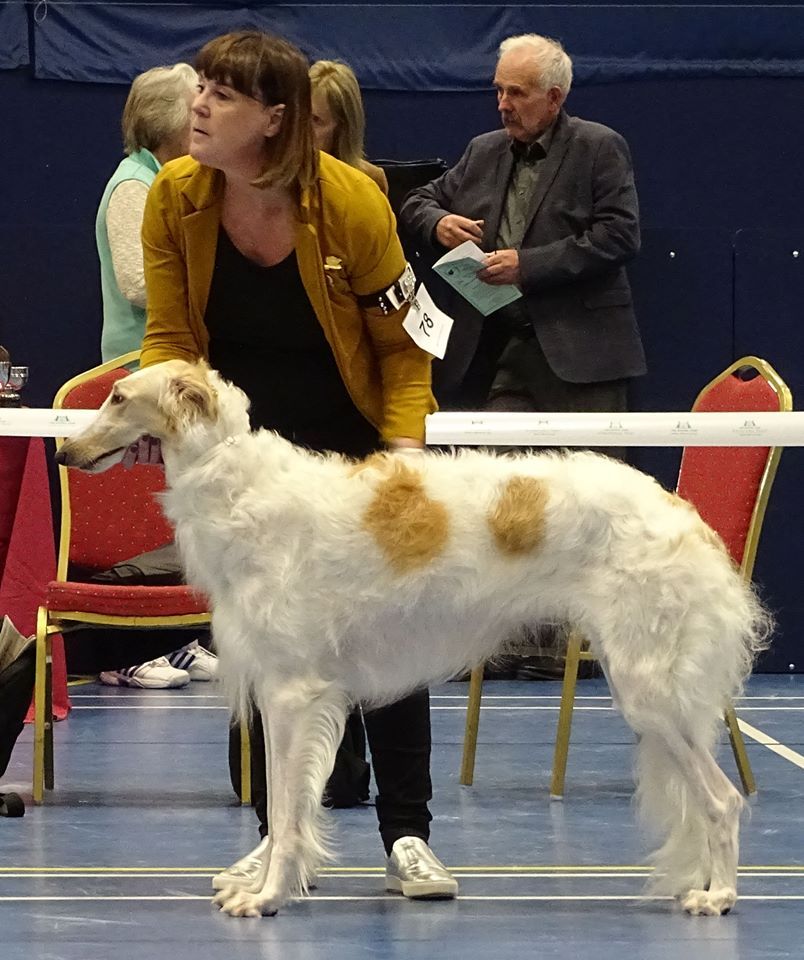 Borzoi - The Breed Archive